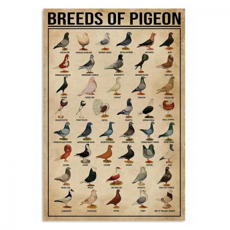 Metal Pigeon Breeds Sign 40cm x 30cm pigeons.co.uk