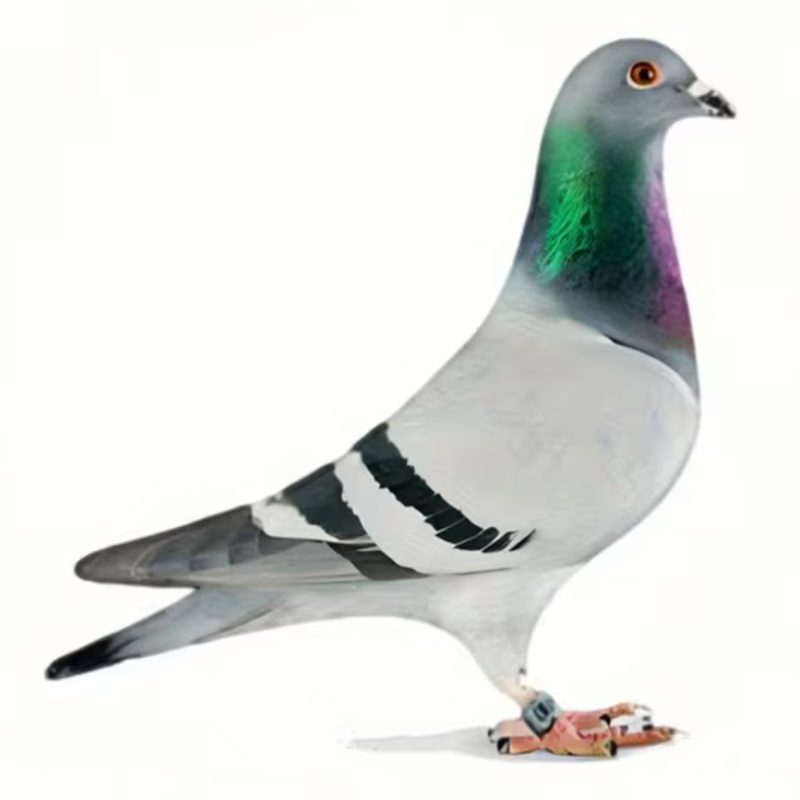 Pigeon Iron-On Motif 11" x 11" pigeons.co.uk